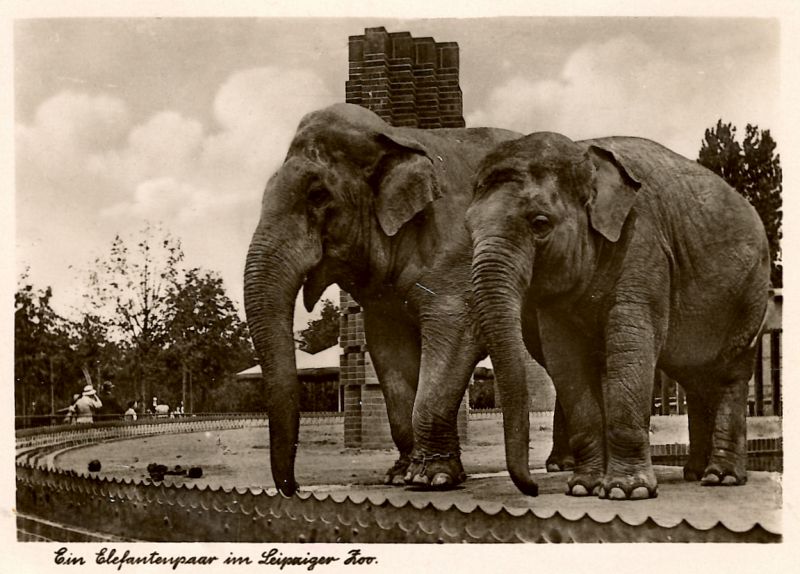 Elegantes Wie Alt Werden Elefanten Im Zoo Bild