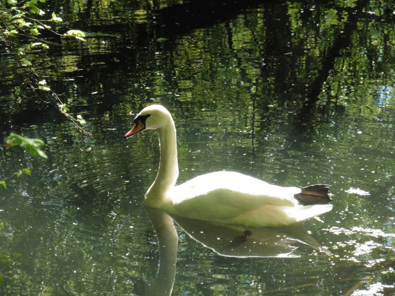 Schwan im Schlosspark – Geheimtipp Leipzig